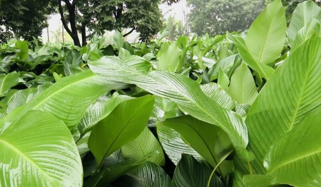 Lá Dong – Là Vị Thuốc Giải Rượu, Chữa Rắn Cắn Cực Hiệu Qủa