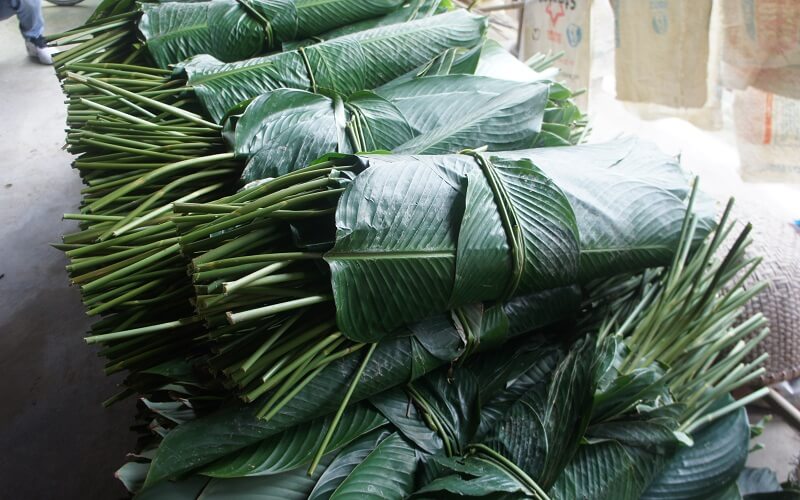 Lá Dong – Là Vị Thuốc Giải Rượu, Chữa Rắn Cắn Cực Hiệu Qủa