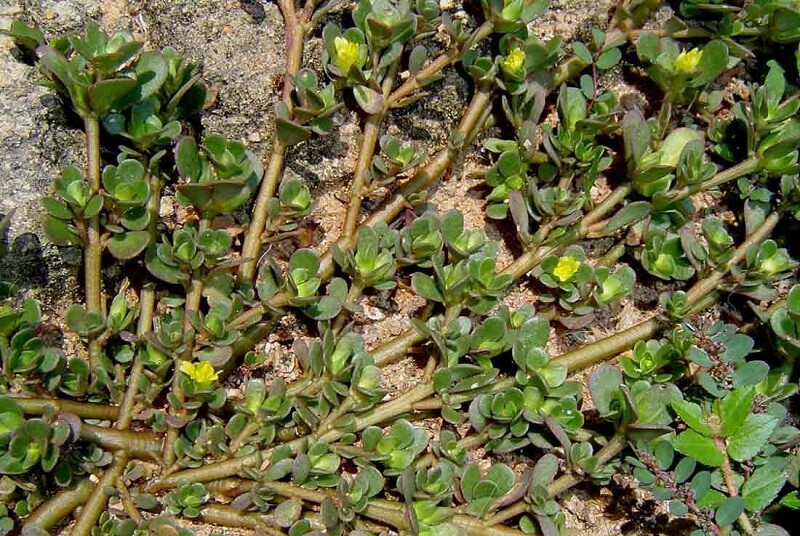 Rau Sam Thần Dược Từ Tự Nhiên Nhiều Người Bỏ Qua - Pembehanim