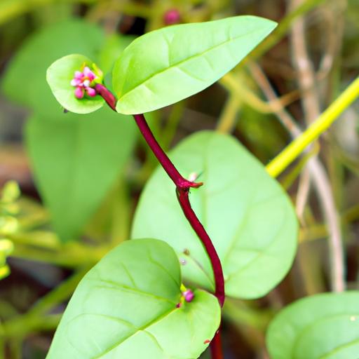 Xuyên khung (Polygonum multiflorum): Thảo dược tự nhiên mang lại nhiều ...